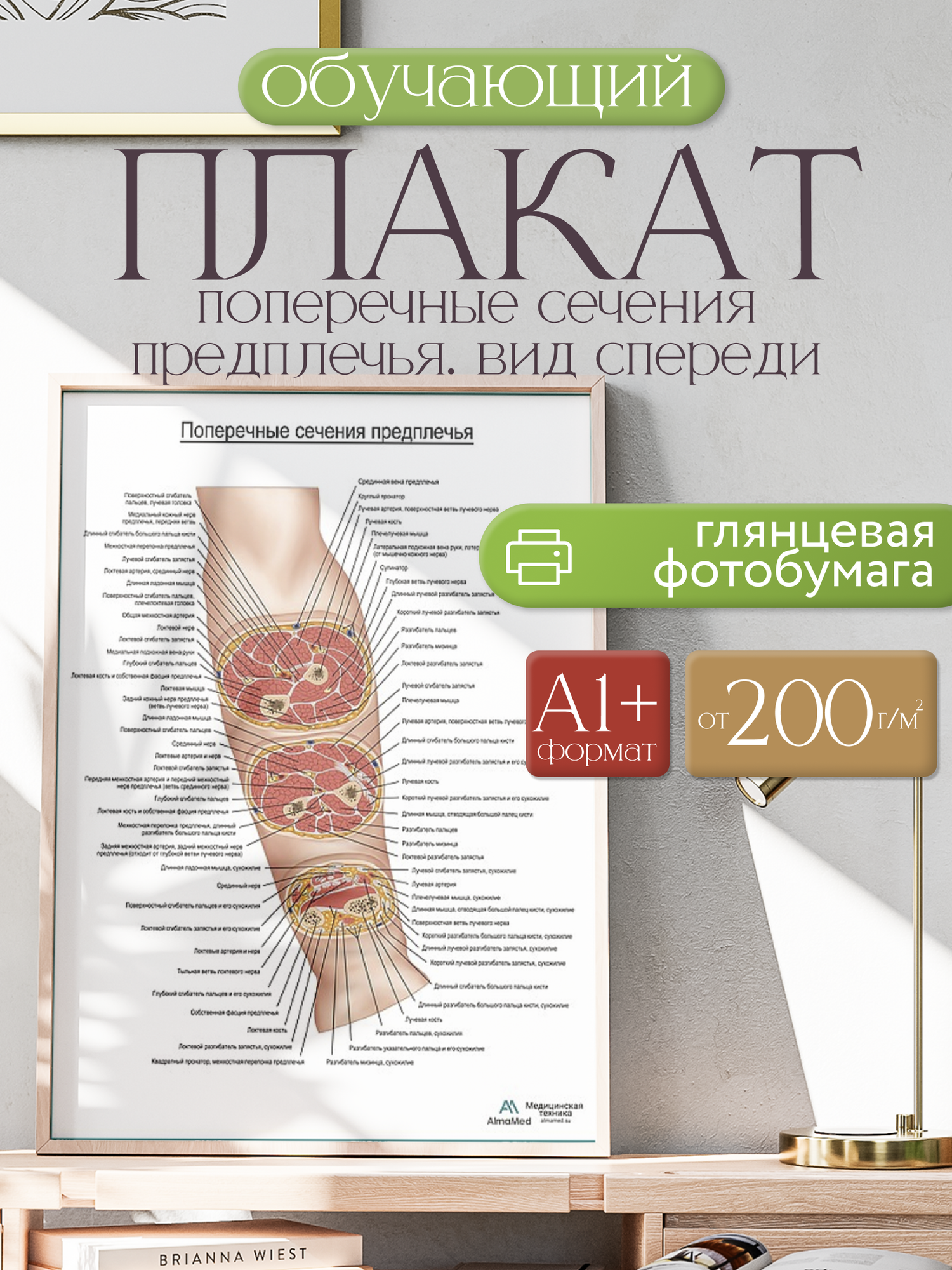 Обучающий плакат "Поперечные сечения предплечья. Вид спереди", размер А1+, глянцевая фотобумага от 200г/м2