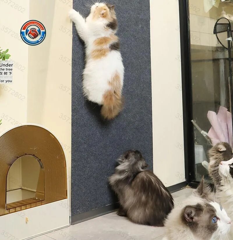 Когтеточка — фото 1