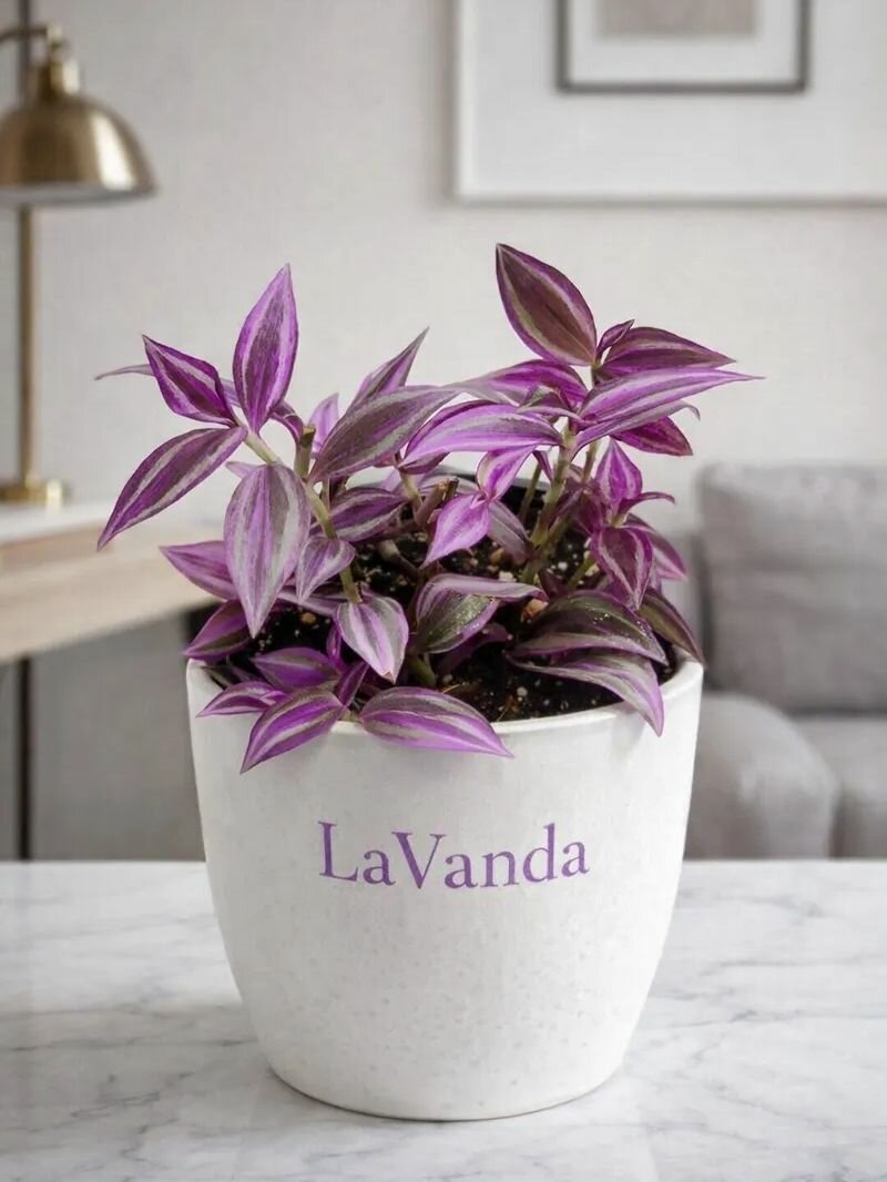 Традесканция Зебрина 'Pink Paradise' (Tradescantia Zebrina) Живое растение в горшке, ампельное, суккулент, для дома и офиса.