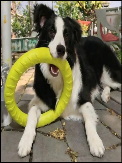 Кольцо пуллер для собак Doglike 30,5см (2 сорт) 2 шт