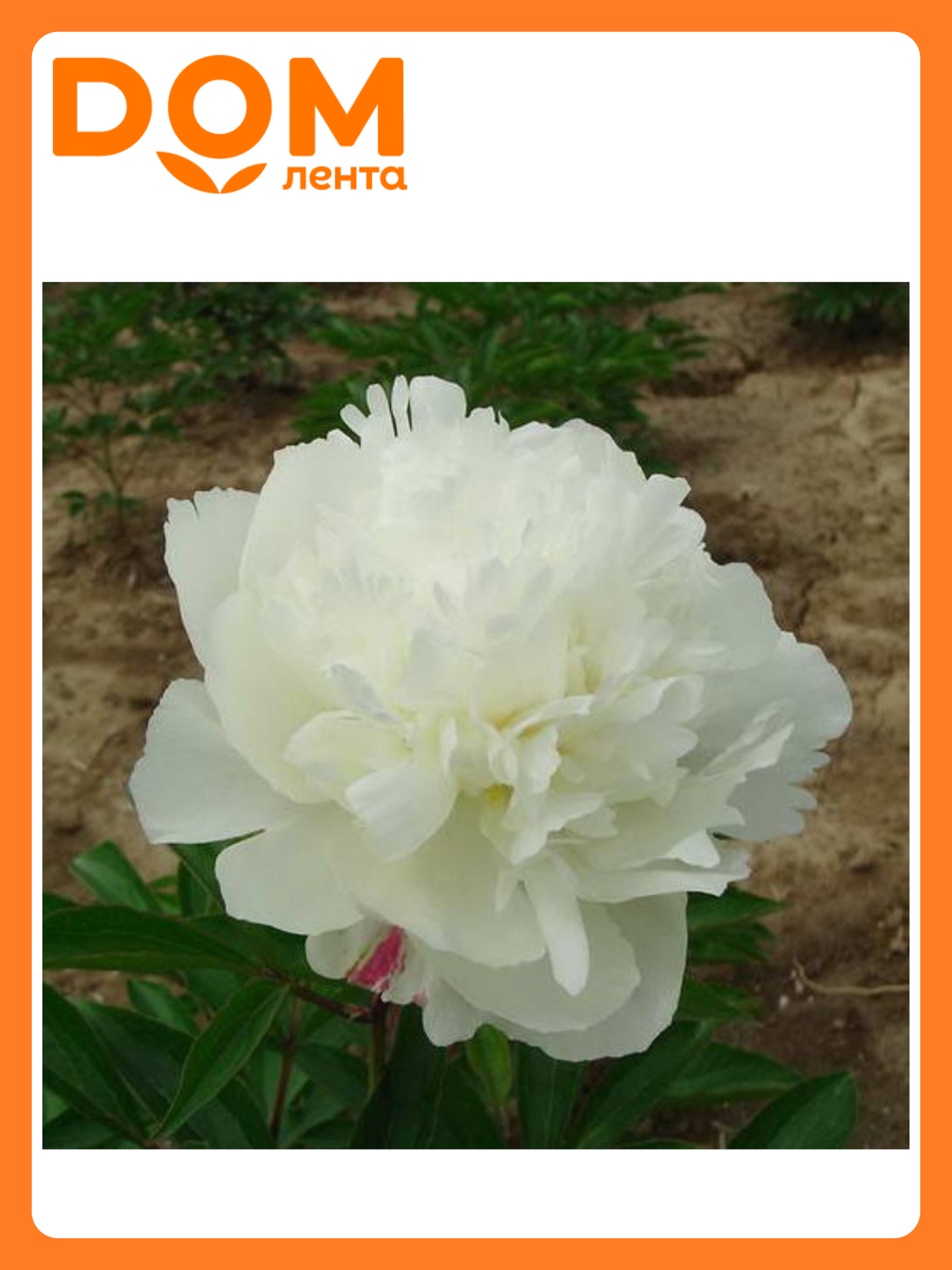 Саженец пиона травянистого Белый Журавль