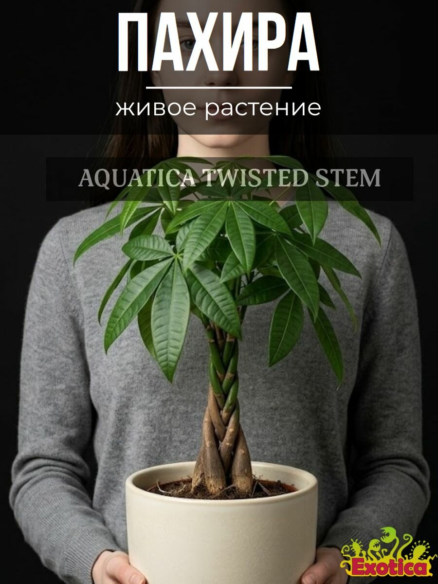 Пахира Акватика, или Денежное Дерево (Pachira Aquatica) D12см, живое комнатное растение