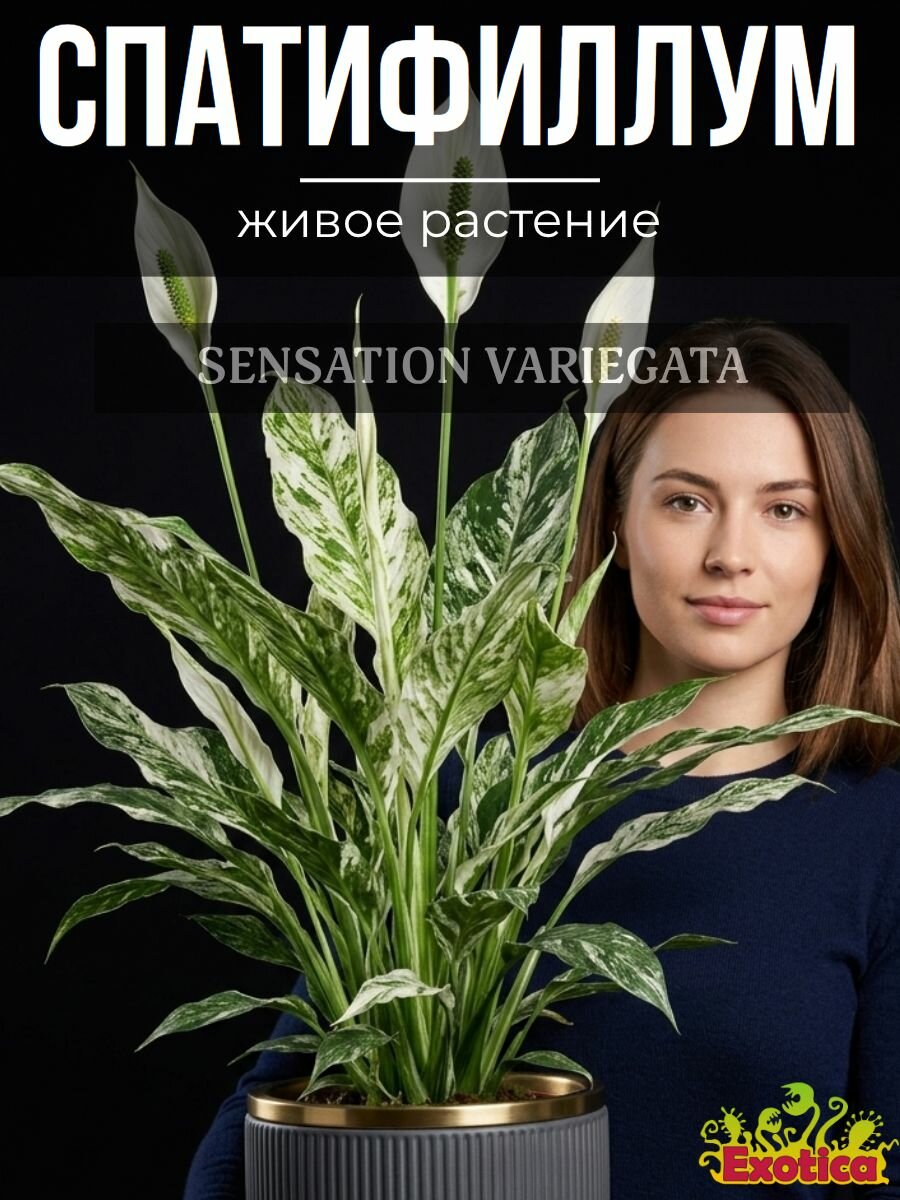 Спатифиллум Сенсация Вариегатный (Spathiphyllum Sensation Variegata) D6см, живое растение