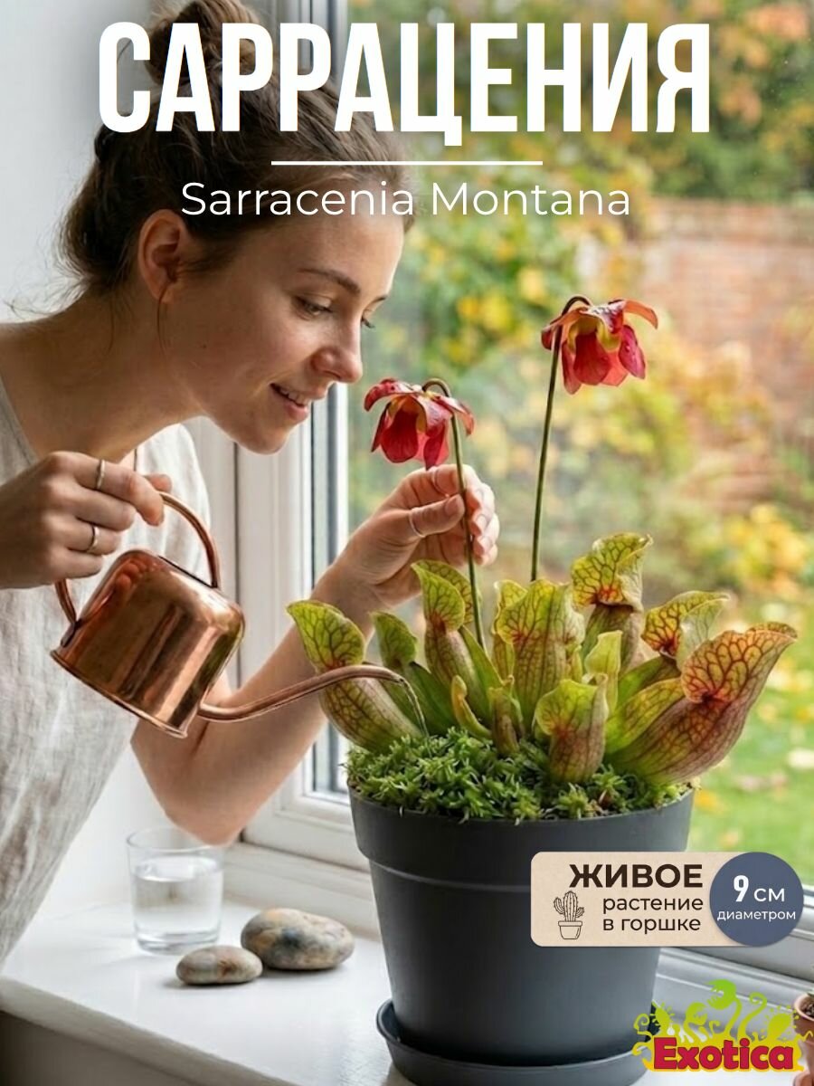 Саррацения Монтана (Sarracenia Montana) D9см, плотоядное растение