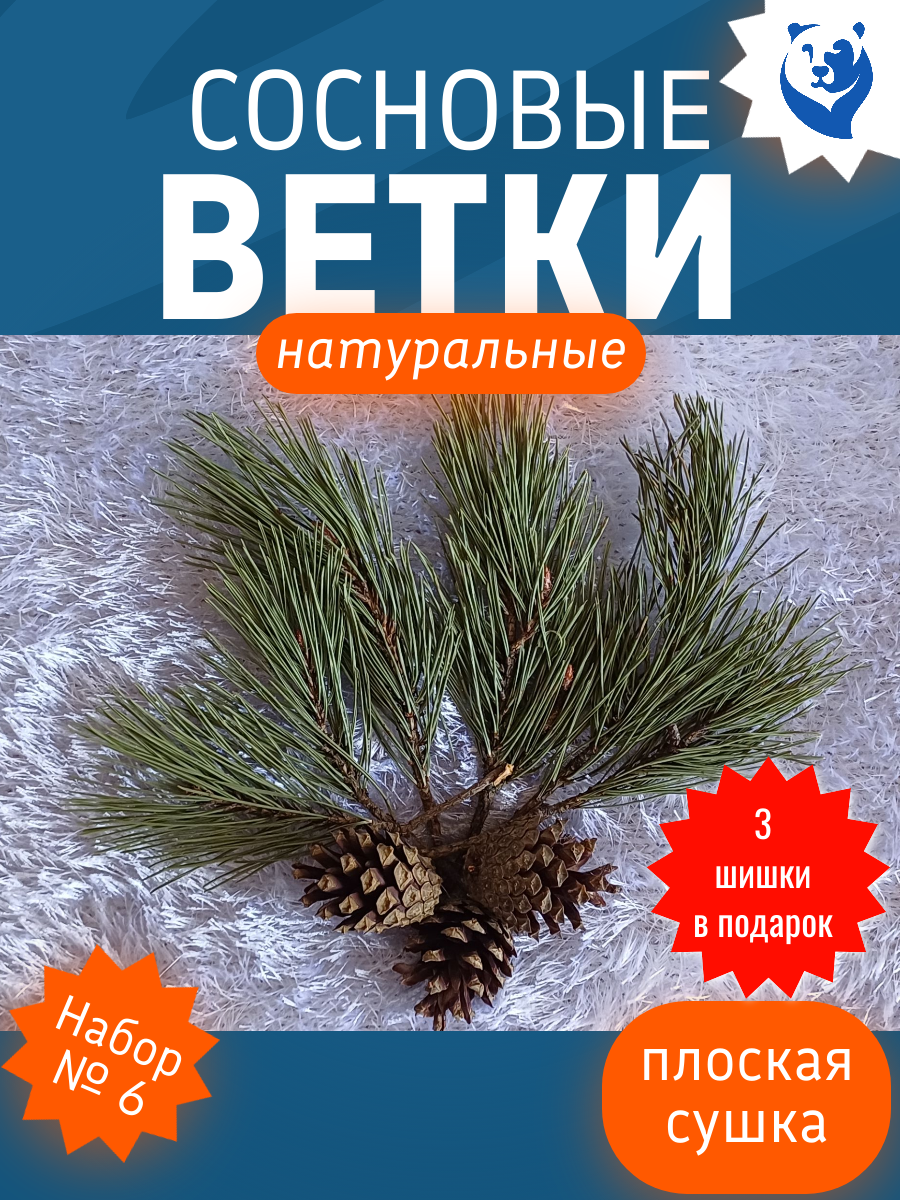 FashionProduct Сосновые ветки натуральные с иголками, плоская сушка, набор № 6, 6 шт.
