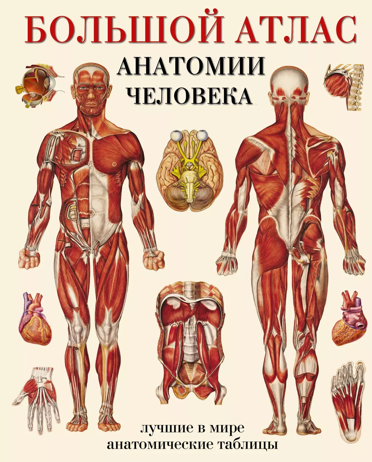 Большой атлас анатомии человека. Лучшие в мире анатомические таблицы [Цифровая книга]