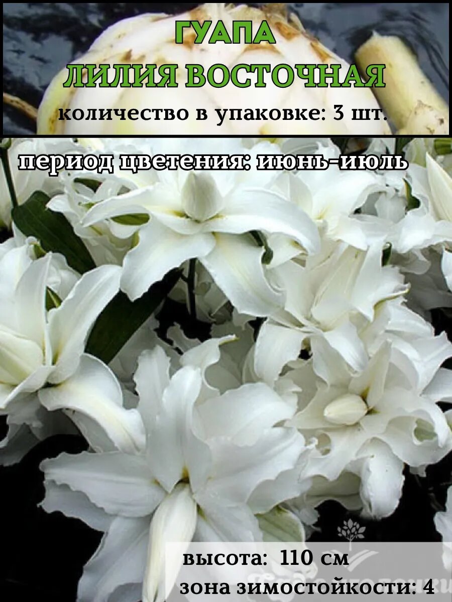 Лилия восточная, луковицы 3 штуки