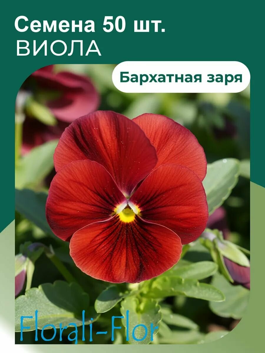 Виола Семена
