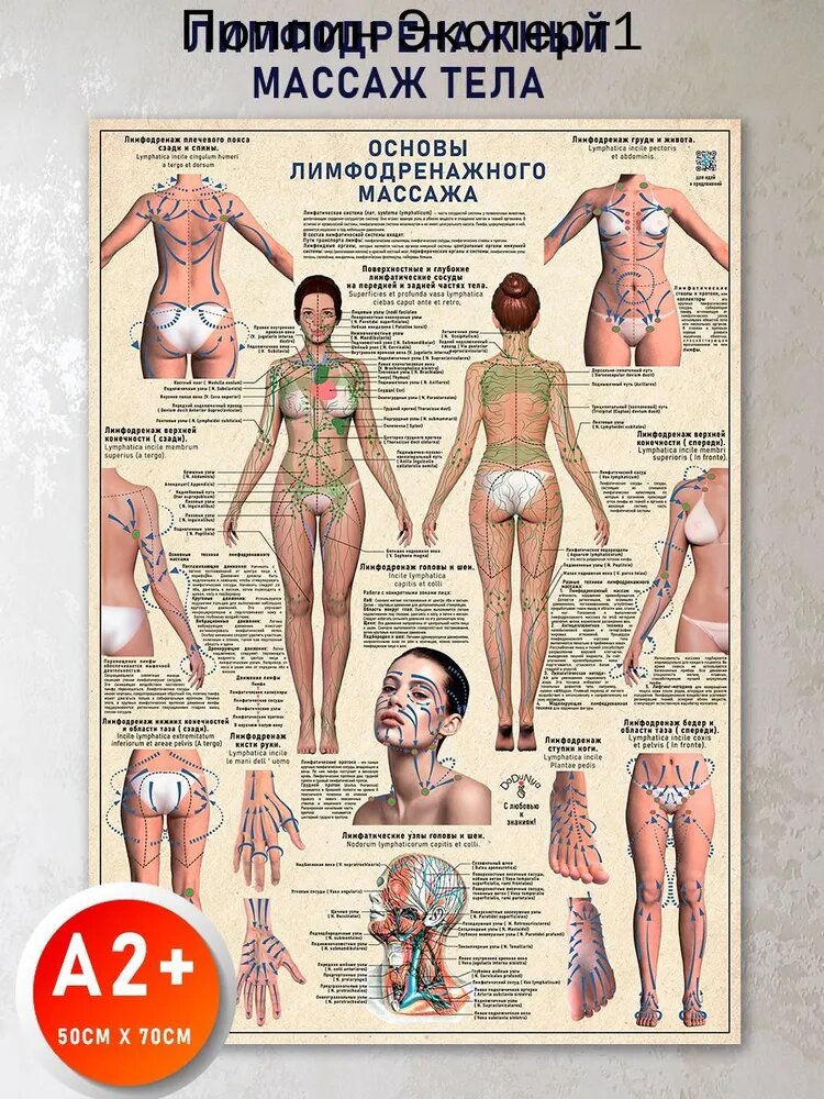 Постер "Лимфатический массаж тела - анатомия и основы техники", 70 см х 50 см