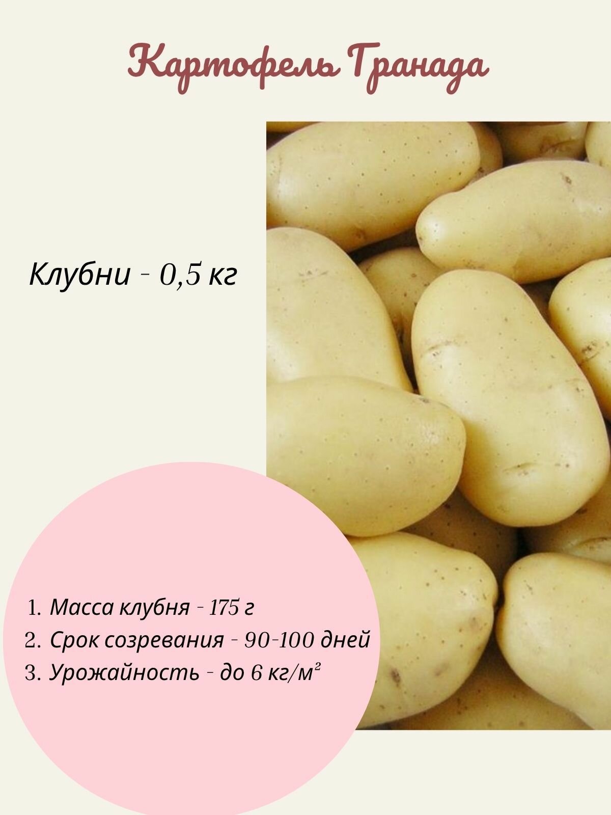 Картофель белый Гранада 0,5 кг на посадку