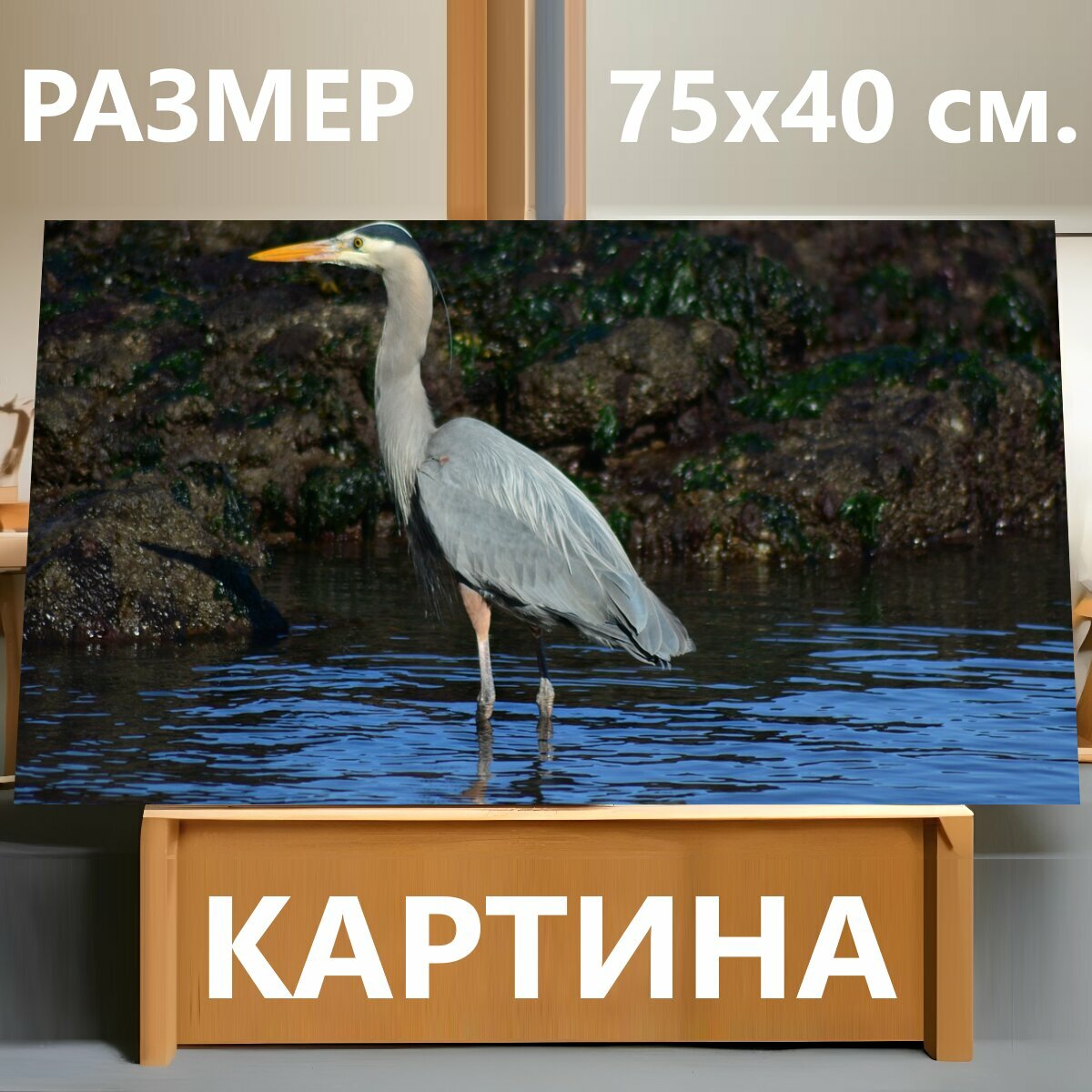 Картина на холсте "Большая голубая цапля, птица, дикая природа" на подрамнике 75х40 см. для интерьера