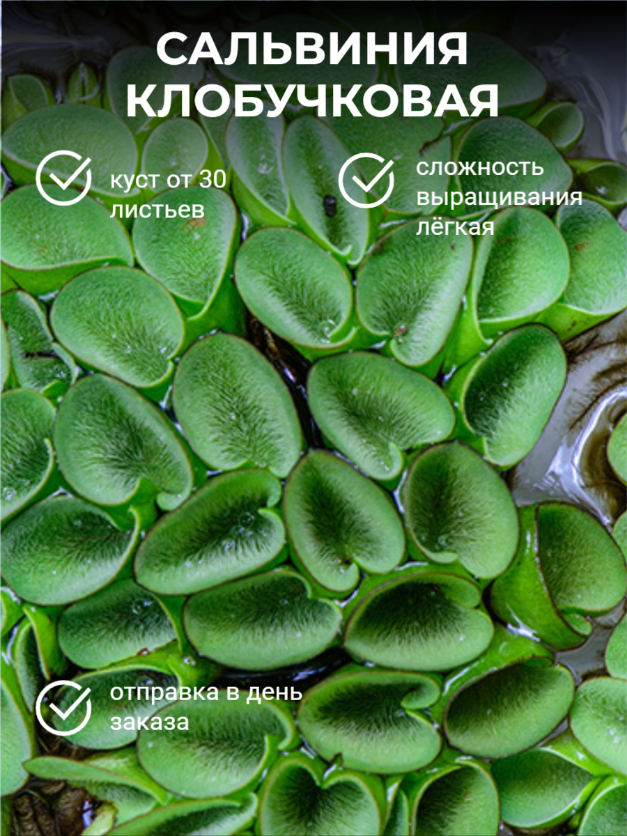 Растение для аквариума, Сальвиния клобучковая куст от 30 листов, декорация для аквариума