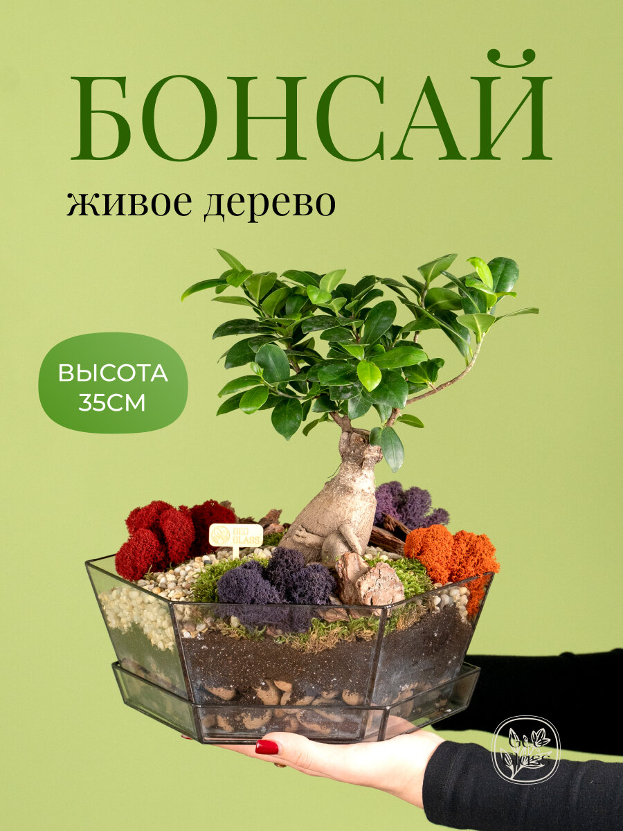 Geo Glass: Дерево Бонсай в стеклянном кашпо, фикус микрокарпа , подарок 30-35 см