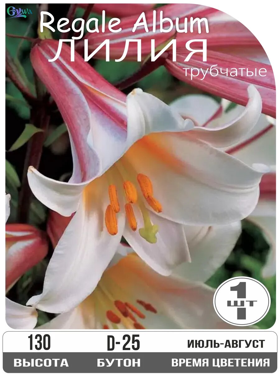 Лилия луковицы многолетние Регали Альбум, трубчатые, 1шт. высота130 см.