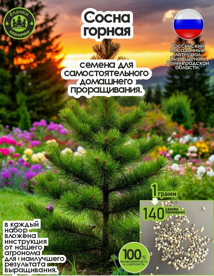 Семена, Сосны Горной, 1 грамм
