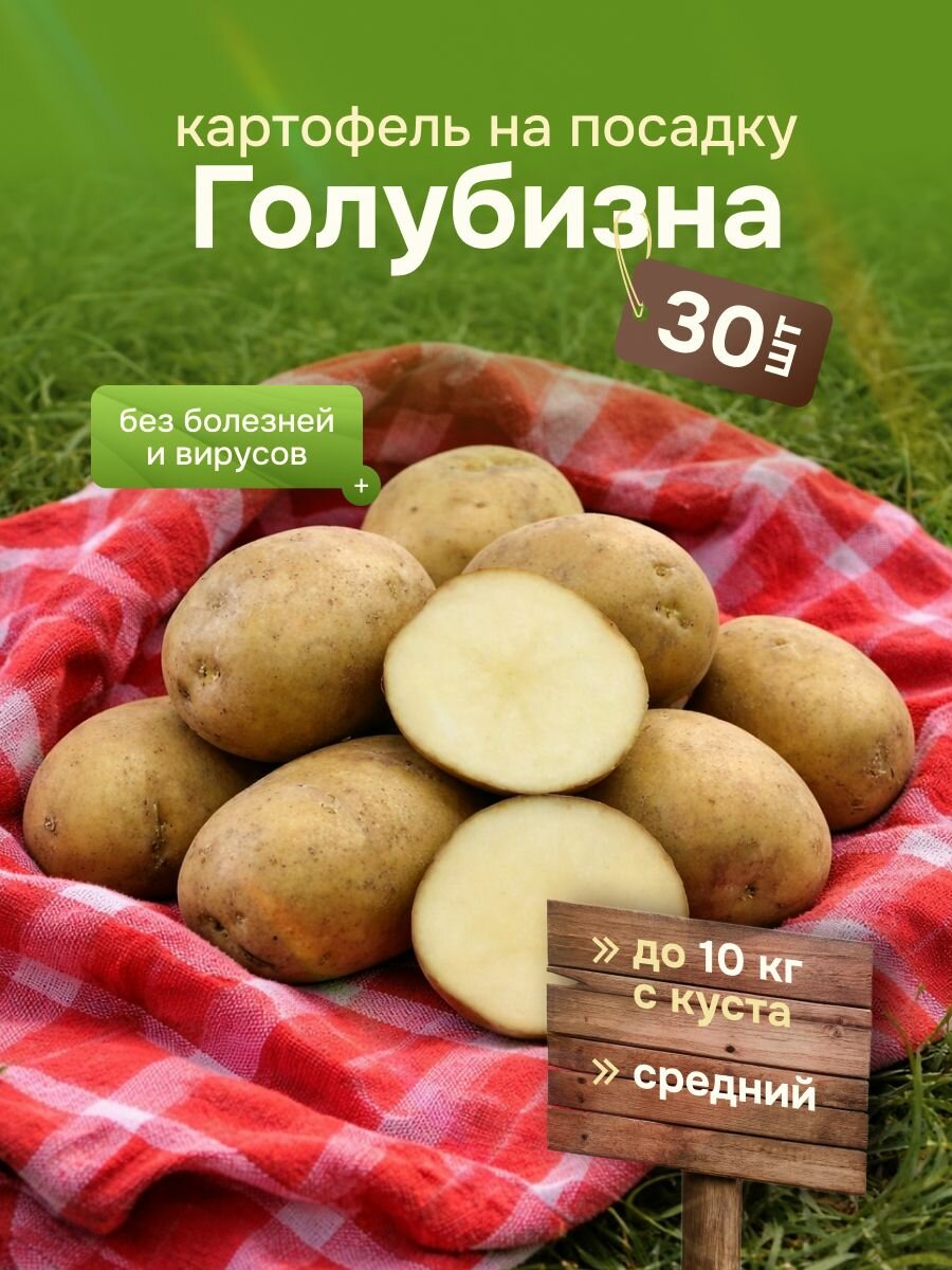 Семенной картофель на посадку Голубизна 30 шт (средний)