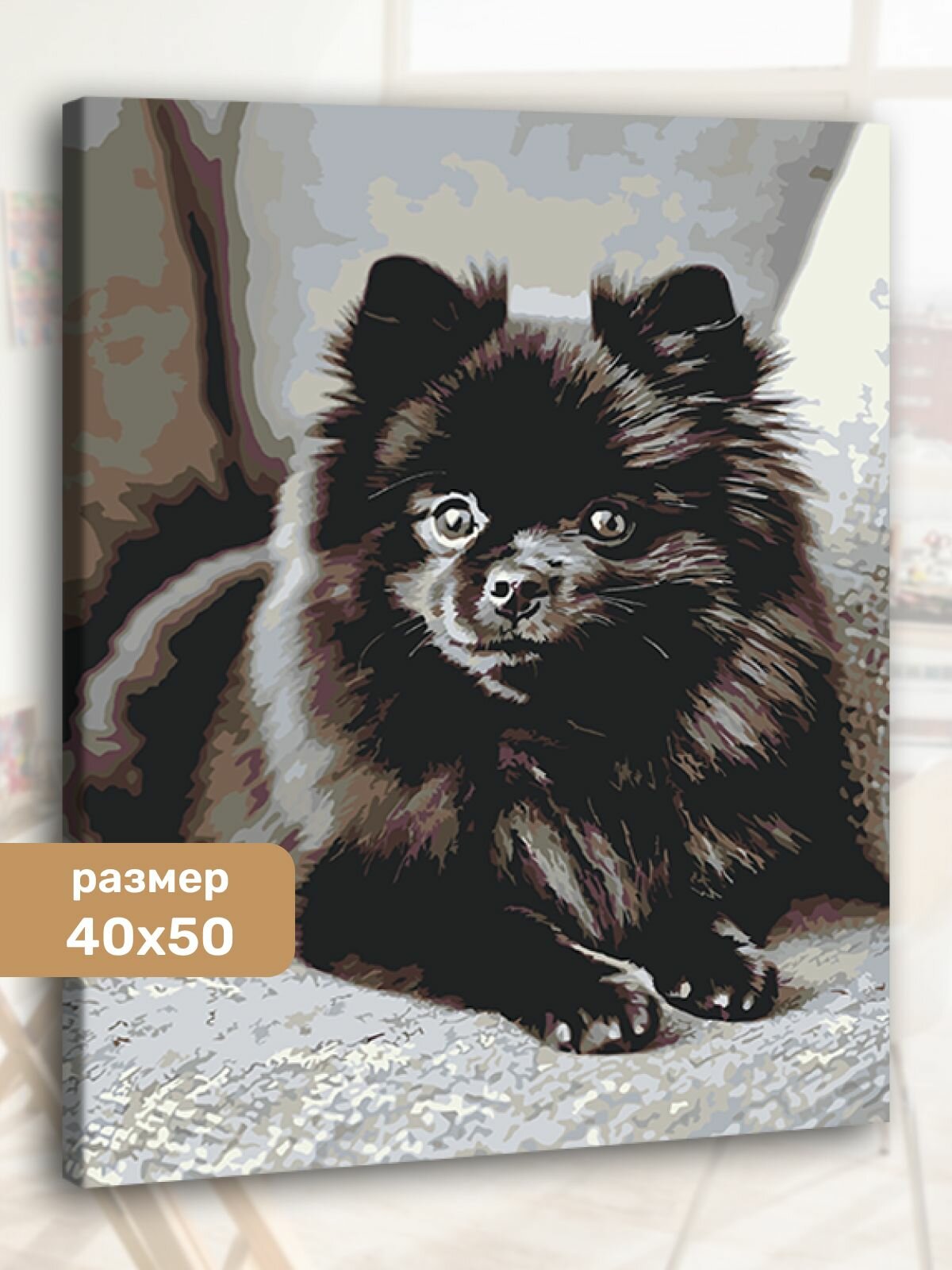 Картина по номерам на холсте и подрамнике Шпиц черный