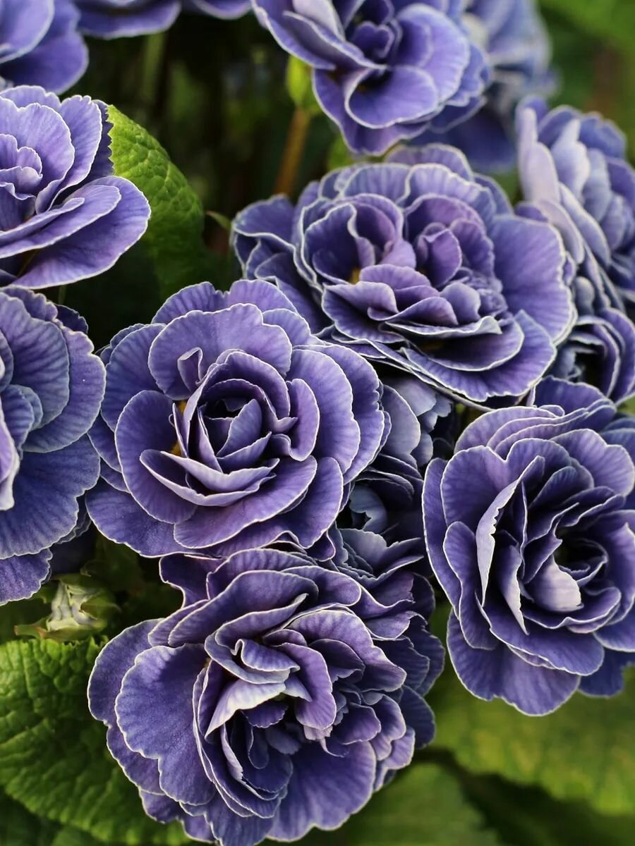 Примула Беларина Аметист Айс