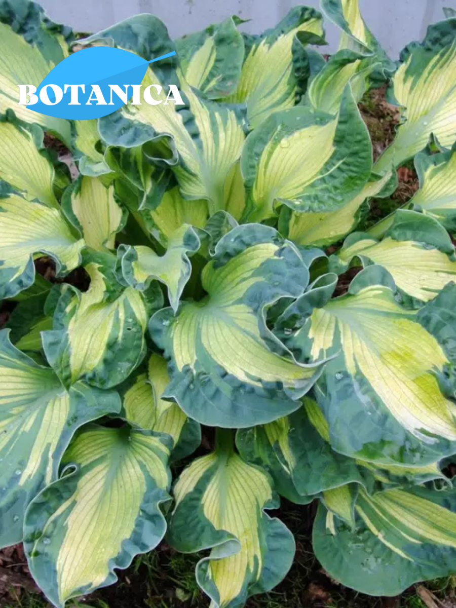 Луковицы цветов, botanica garden , Хоста Голден Медоуз (1 штука)
