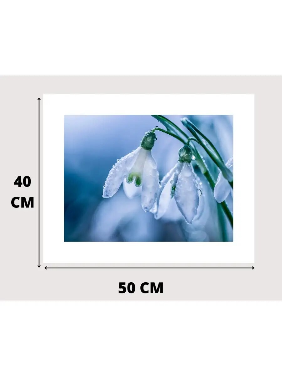 Постер Подснежник, размеры 50 x 40 см, материал бумага, без рамы