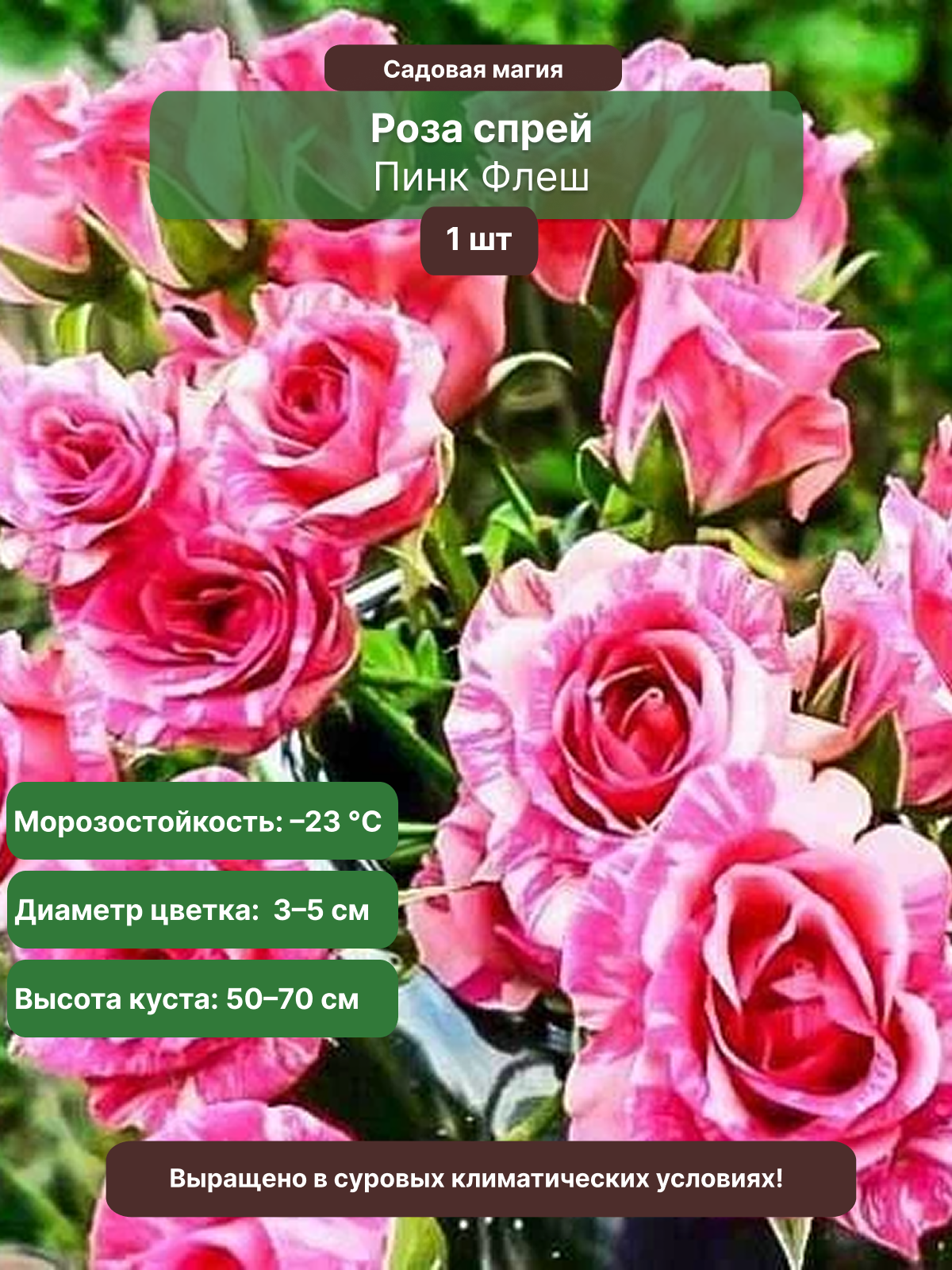 Роза спрей "Пинк Флеш", 1 саж , многолетняя, 30-50см, для всех регионов