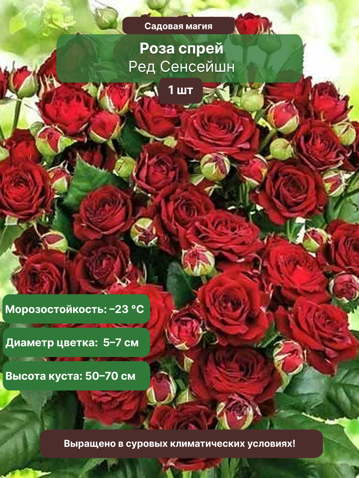 Роза спрей Ред Сенсейшен, 1 саж, многолетняя, 30-50 см, для всех регионов, ЗКС