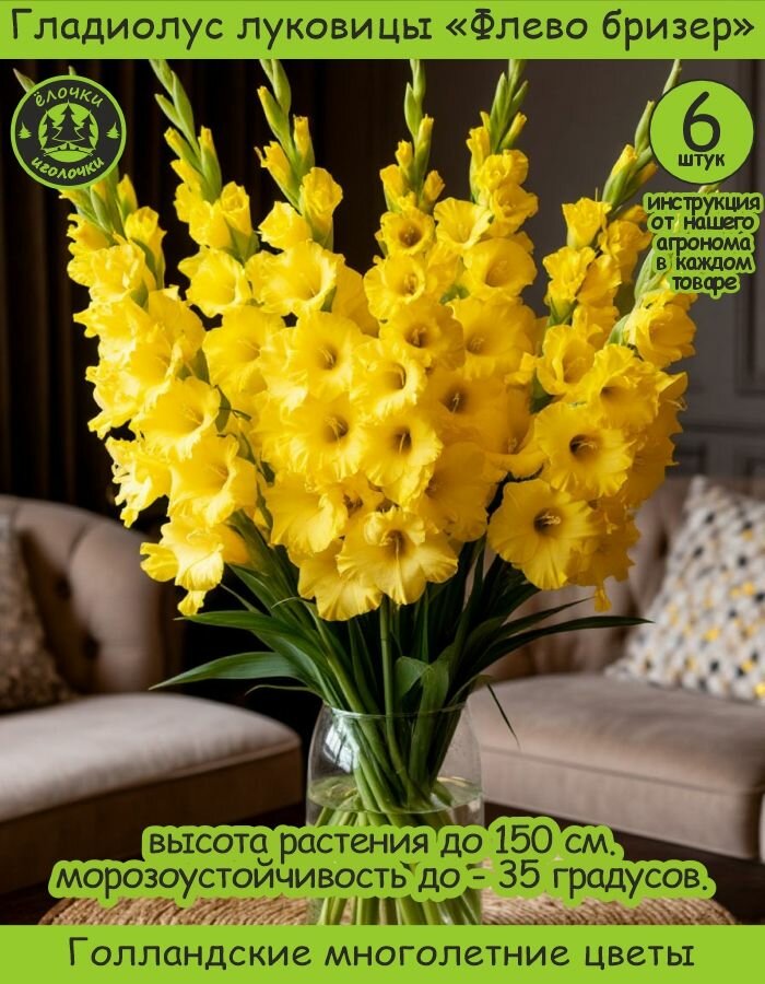 Гладиолус Луковица, Флево Бризер крупные, 6шт