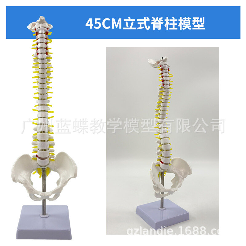 Модель человеческого позвоночника длиной 45-85 см, имитирующая кости, большой позвоночник, межпозвоночные диски, нервы, шейный отдел позвоночника, грудной отдел позвоночника, копчиковый отдел позвоночника и позвонки.