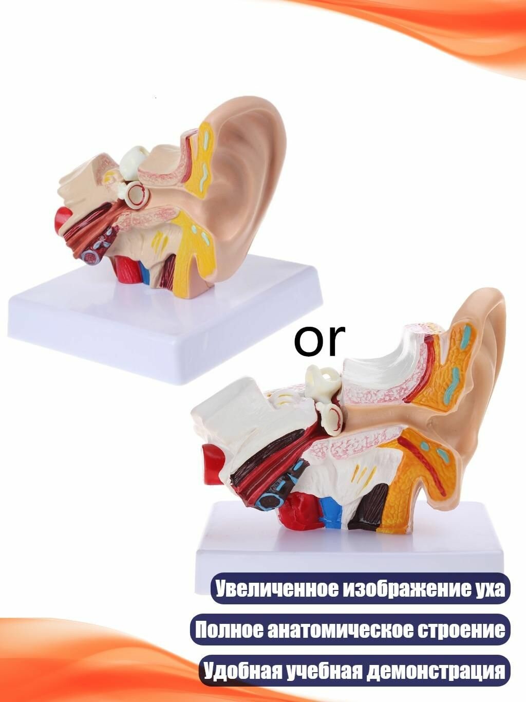 Анатомическая модель уха человека в масштабе 1:5