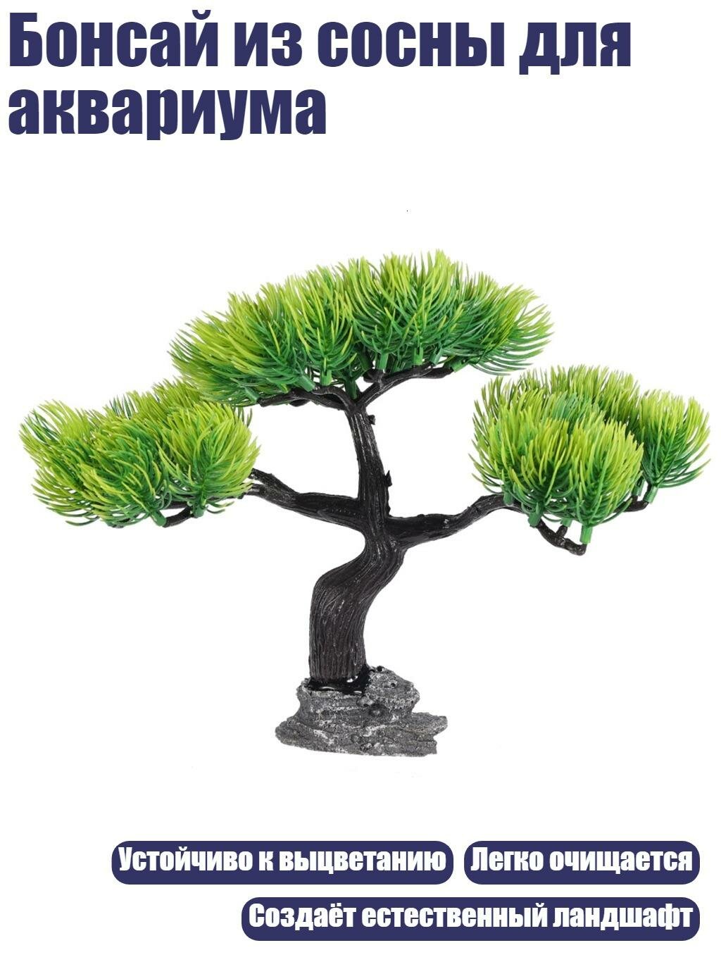 Бонсай из сосны для аквариума, красота сосновой зелени