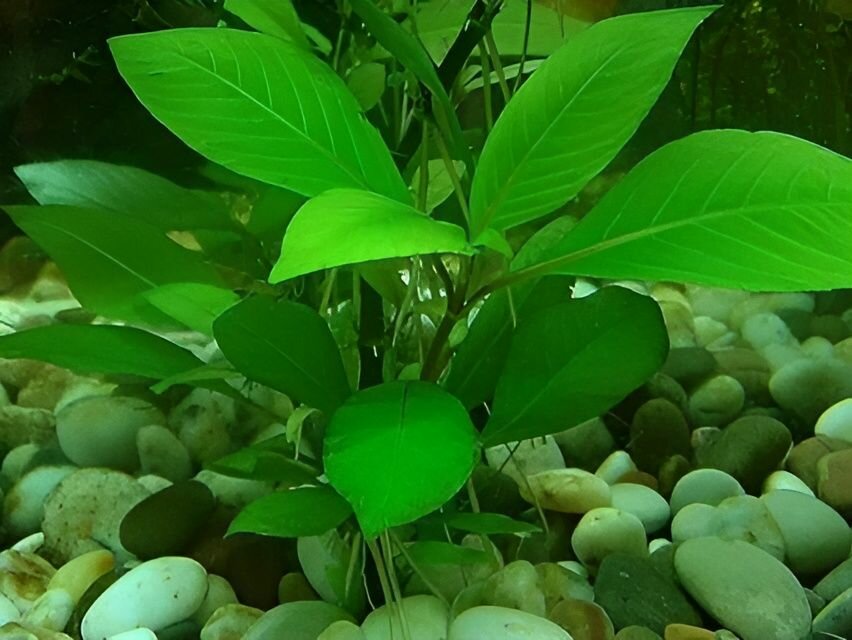 Гигрофила Лимонник. Простое Живое аквариумное растение