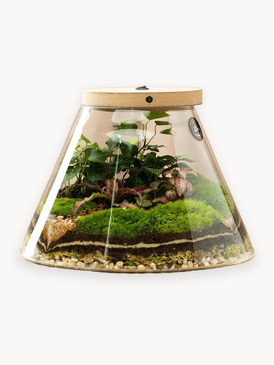 Флорариум с подсветкой от бренда "Neopure"/ экосистема с живым мхом "Минтака"