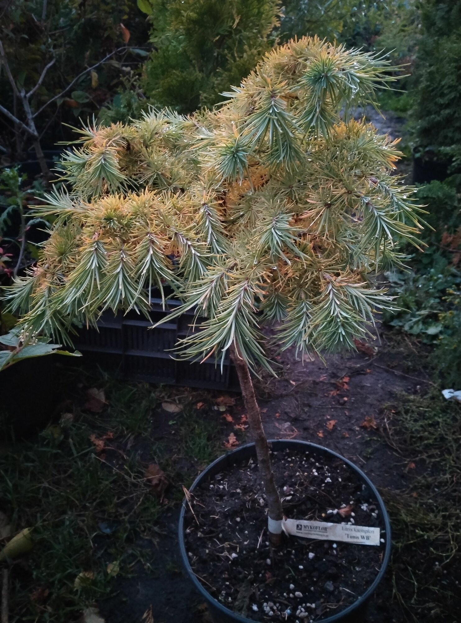 Лиственница кемпфера Тунис штамб 40 см, с5