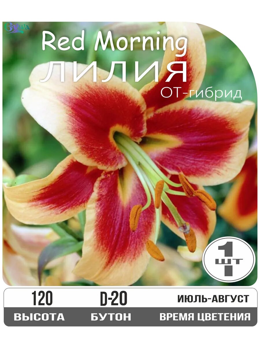 Лилия луковицы многолетние Ред Монинг, от-гибрид, 1шт. высота 120 см. красно-винного цвета