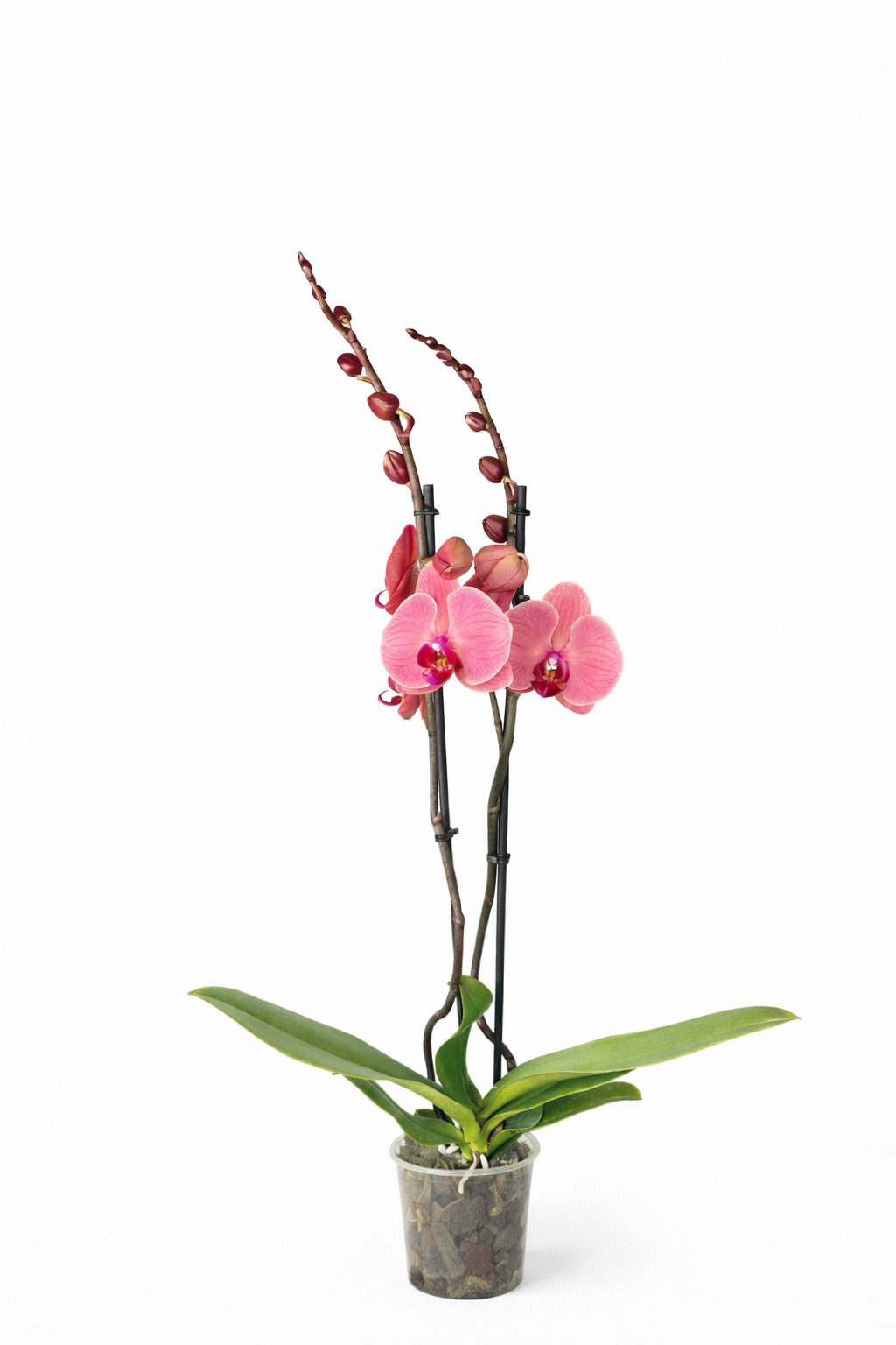 Орхидея Фаленопсис Макси (Phalaenopsis) — роскошное розовое цветение с ярким акцентом