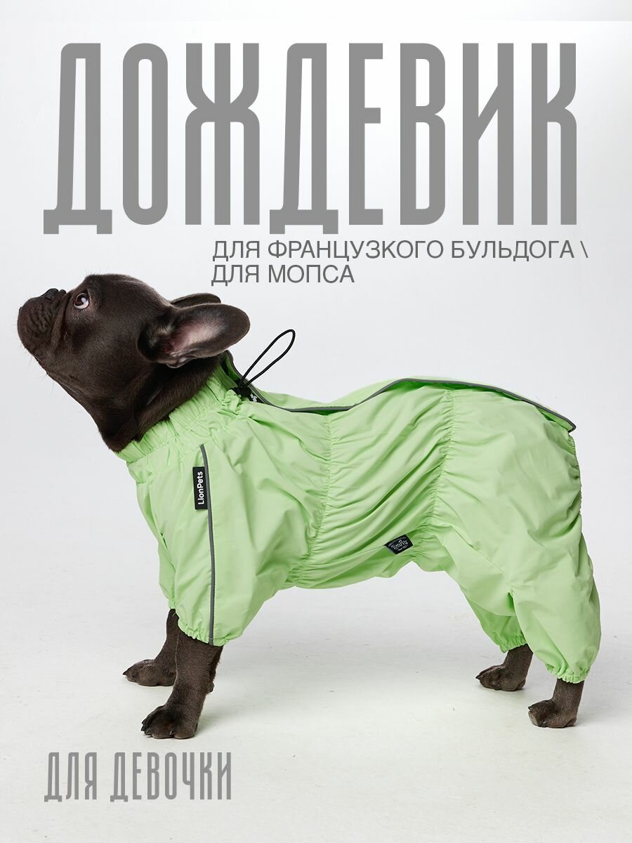 Одежда для животных