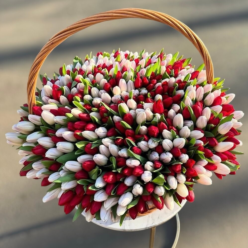 Букет из белых и красных тюльпанов 301 шт в корзине, красивый букет цветов, шикарный, премиум цветы, премиум букет