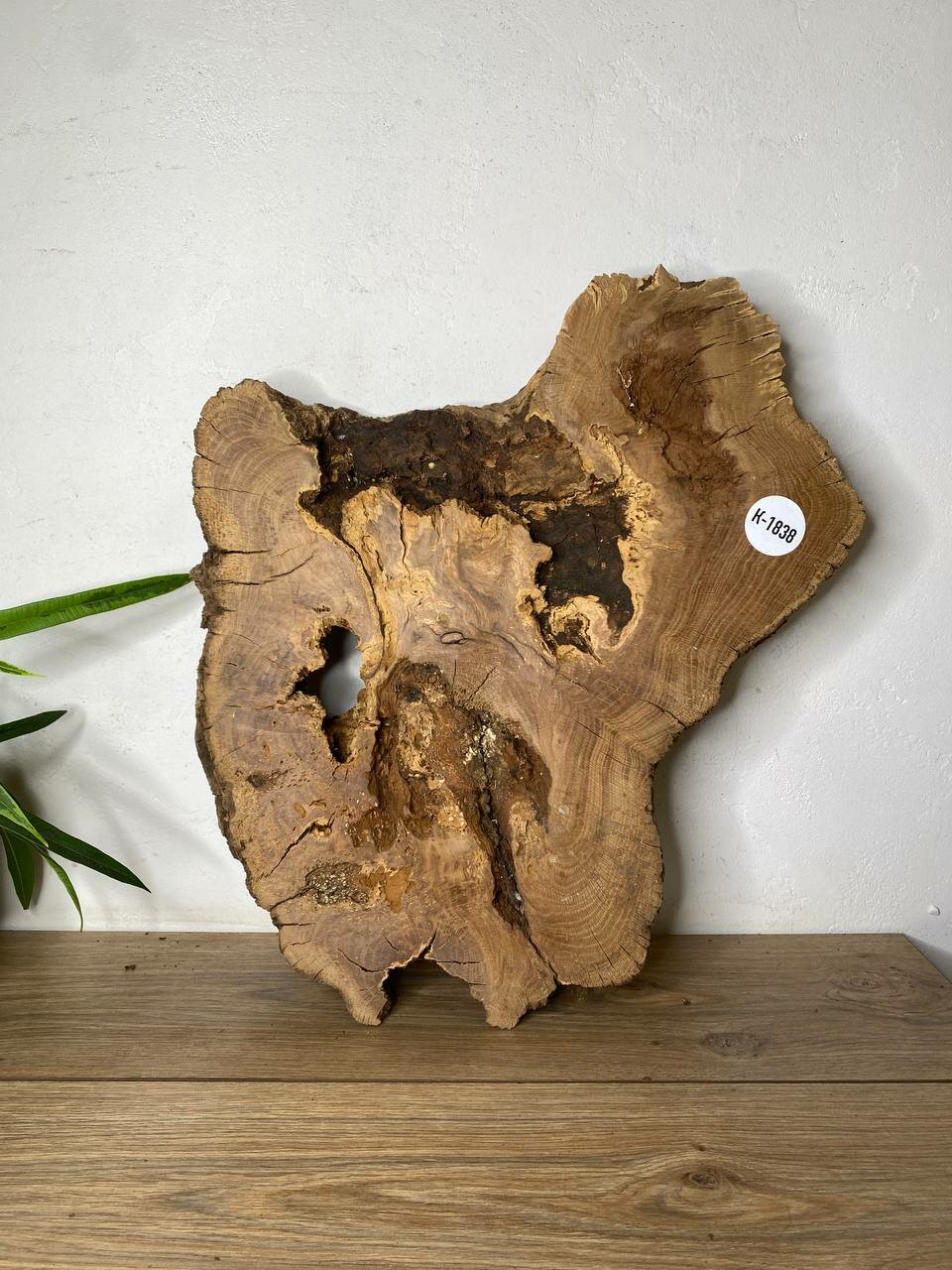 Спил дуб . Габаритные размеры 55х40х8 см. Шлифованный с 2-х сторон. артикул к1838