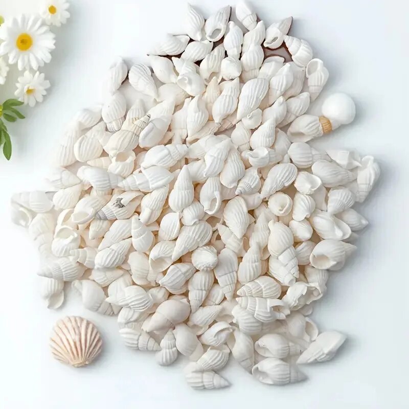 Мини белых ракушек 100/200 шт для декора 100PCS