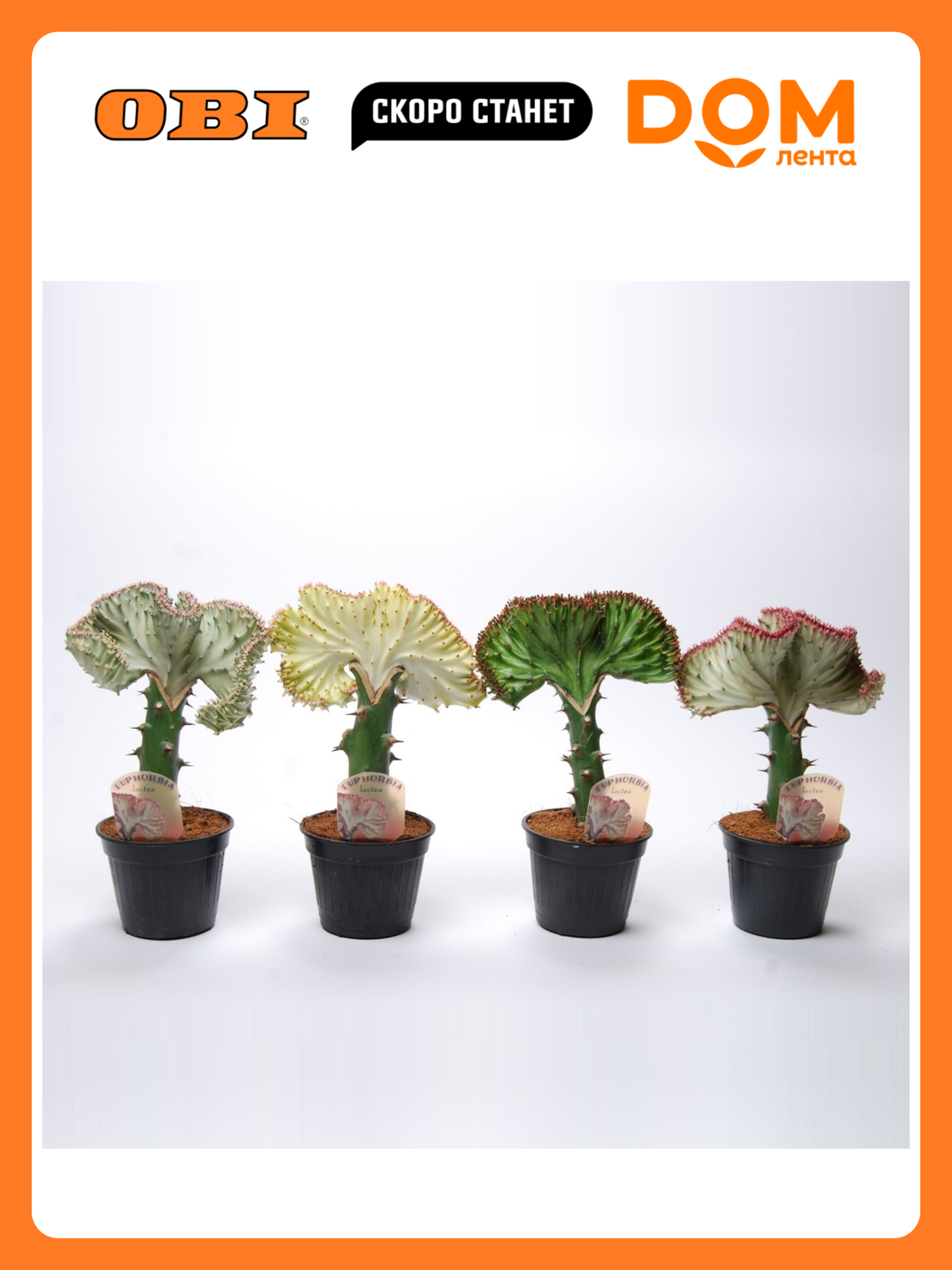 Растение Эуфорбия Кристата, суккулент, высота 25см, диаметр горшка 8.5см