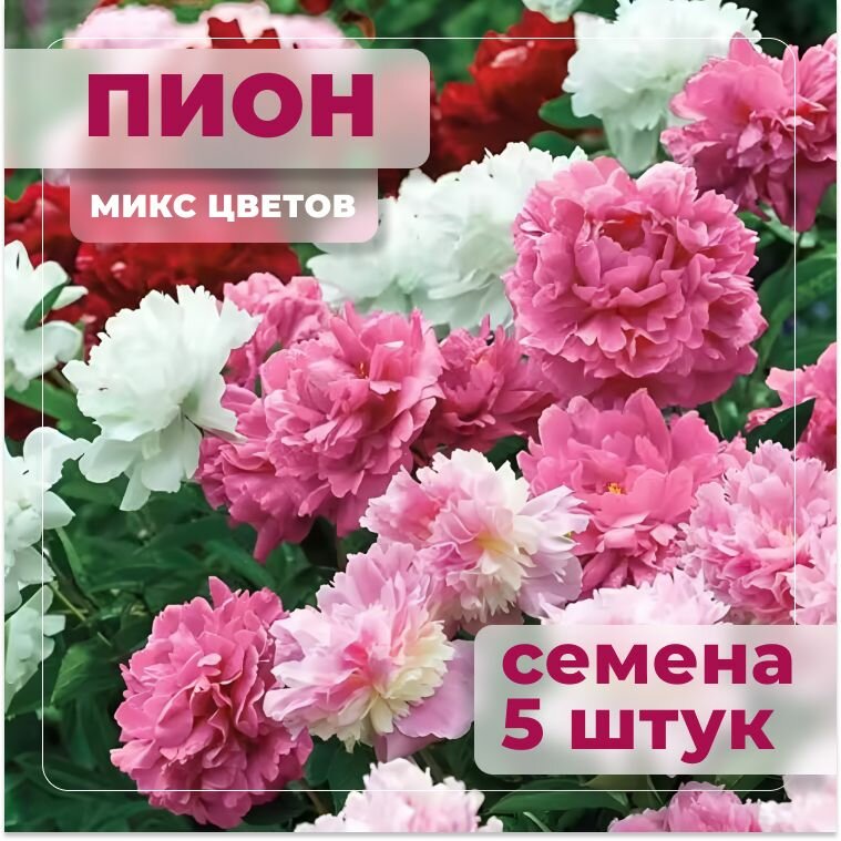 Пион микс цветов, семена 5 штук