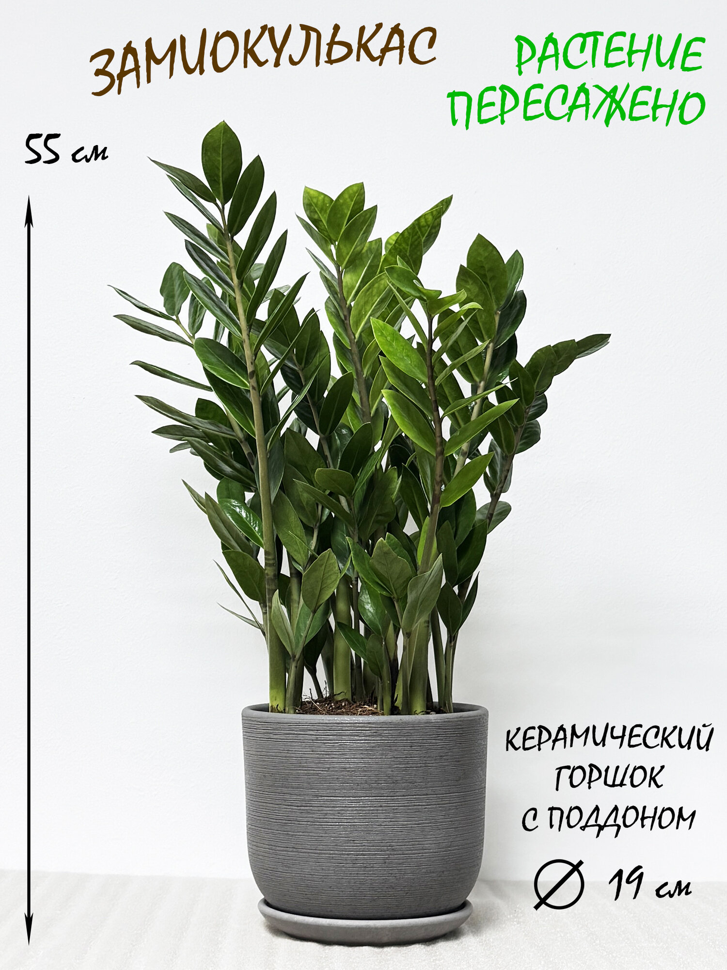 Замиокулькас в сером керамическом горшке с поддоном, высота 50-55см