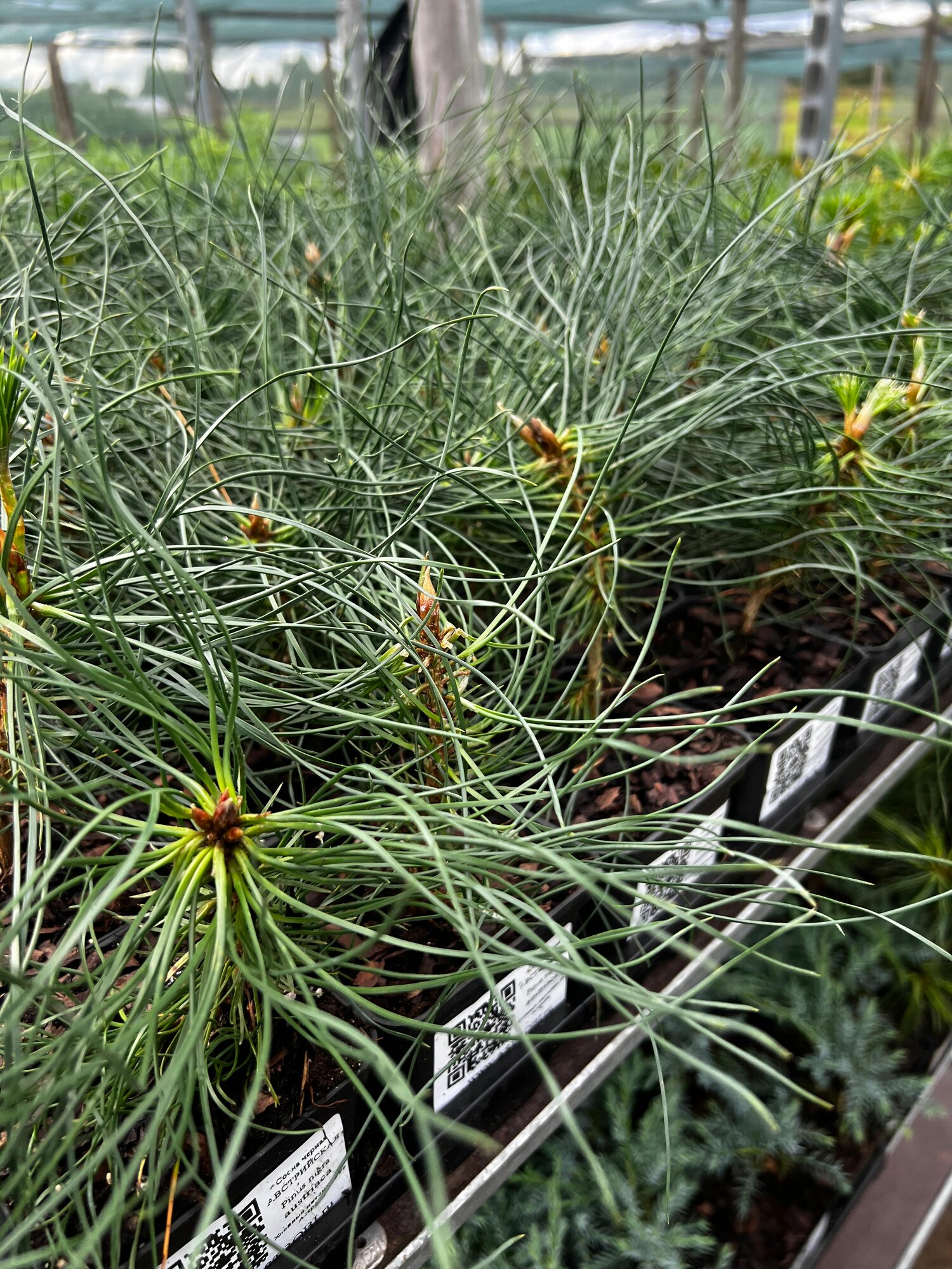 Сосна черная австрийская, Р9, 10-15 см