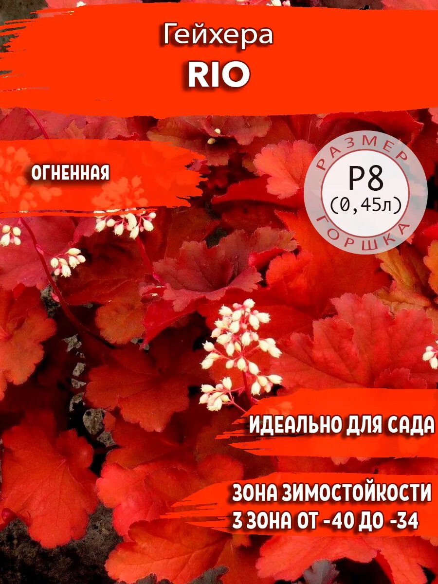 Гейхера Rio