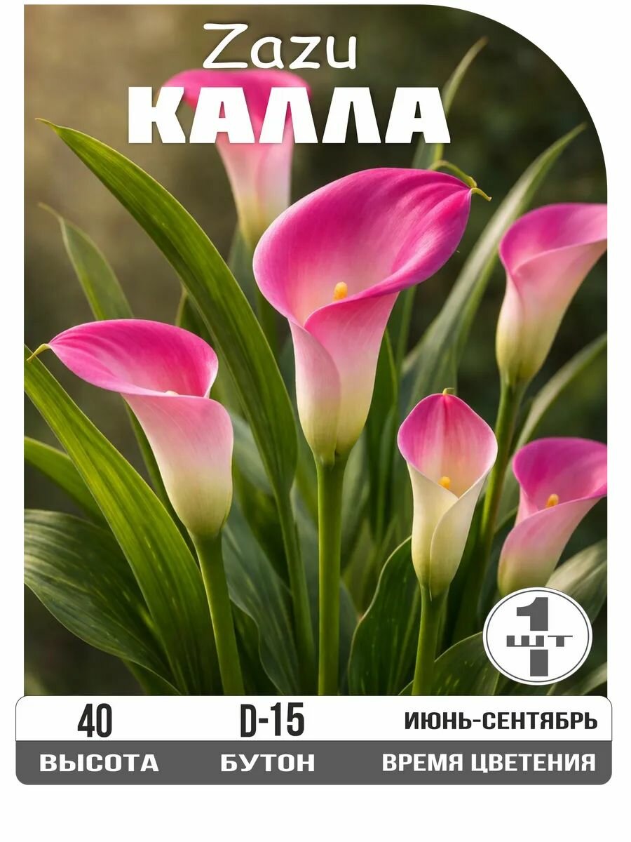 Калла Зазу луковица, клубни крупные, 1шт.