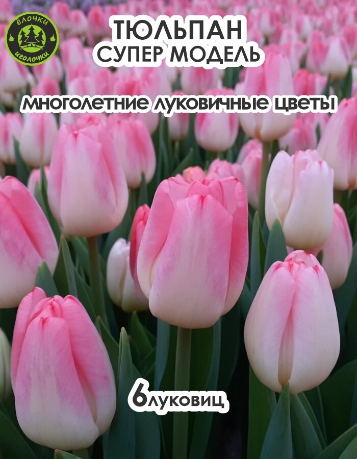 Тюльпан Луковица, Супермодель, 6 шт