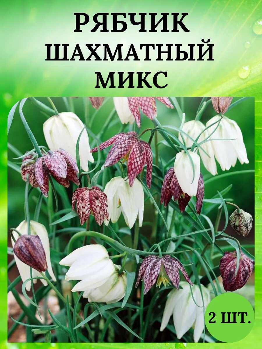 Рябчик императорский, луковицы 2 штуки