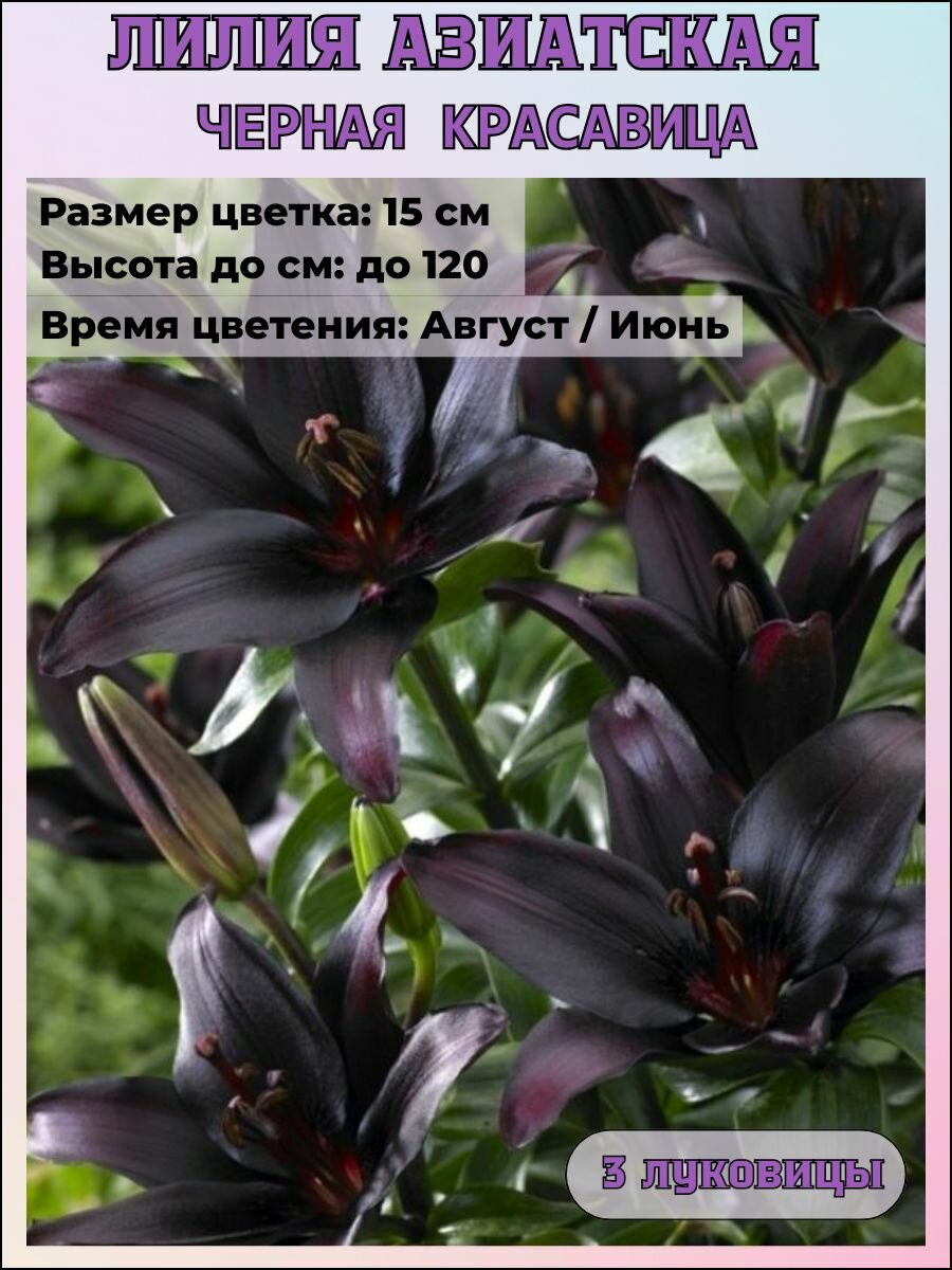 Лилия азиатская Черная красавица, 3 луковицы