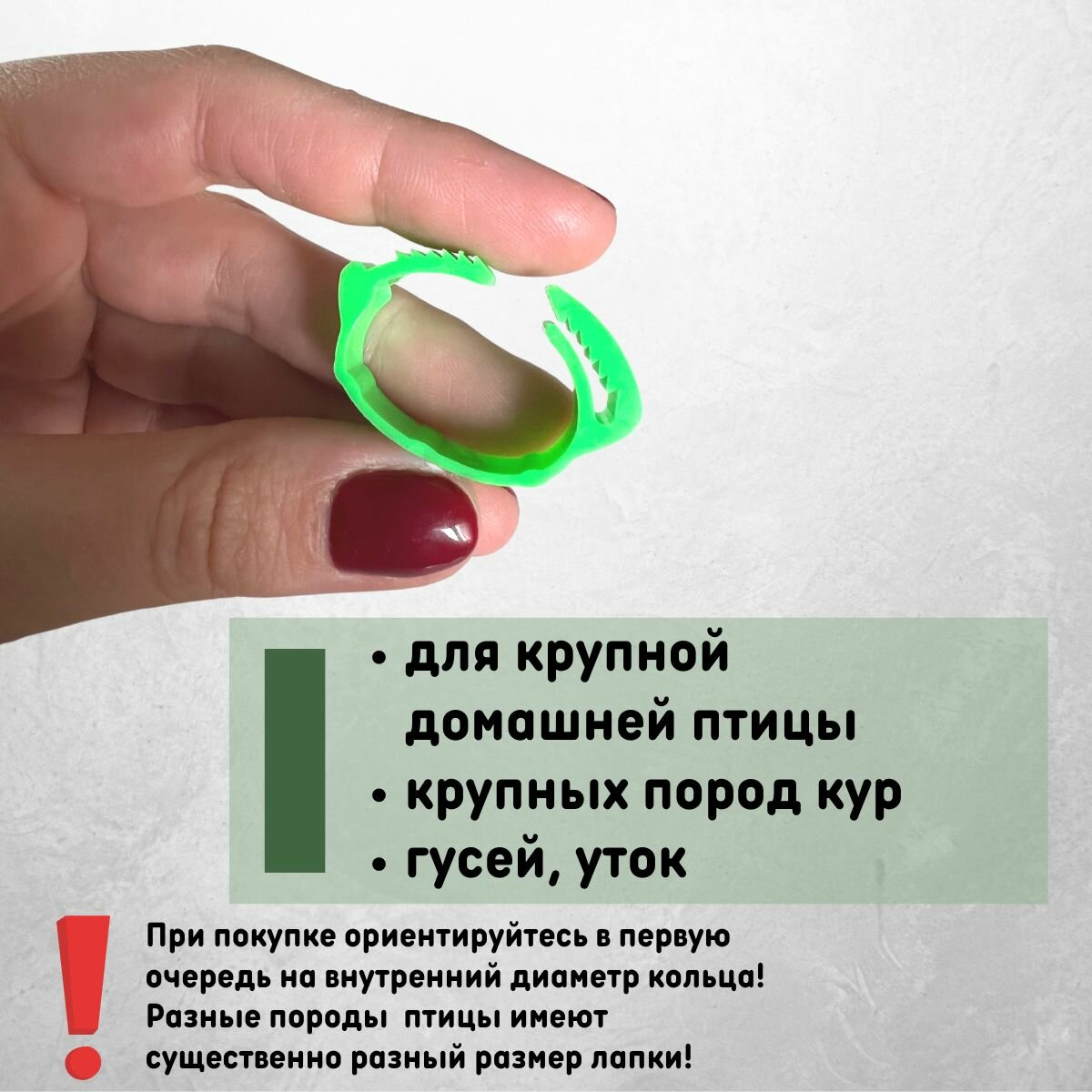 Кольцо для птицы — фото 1