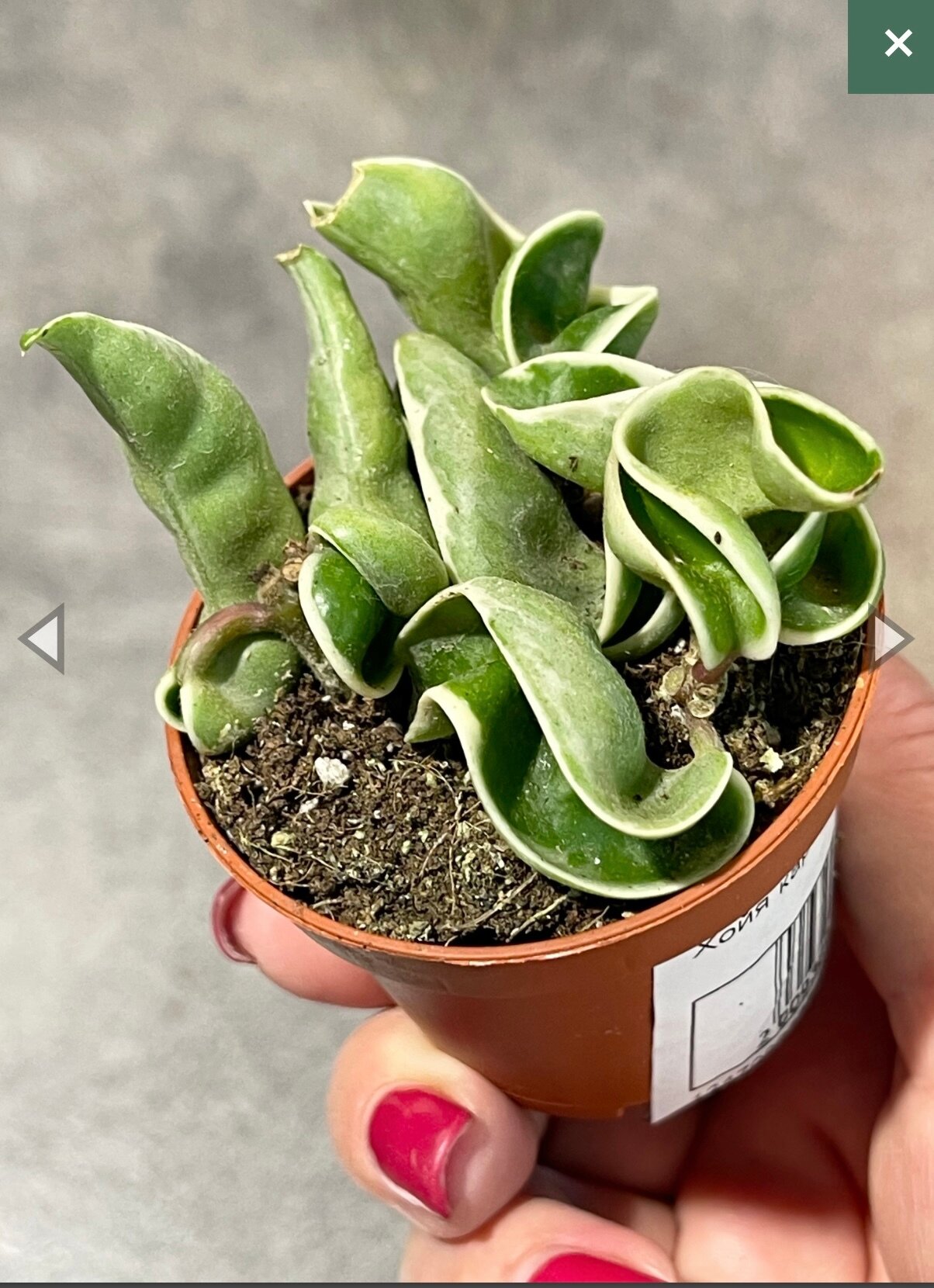 Хойя Карноза Компакта Вариегата d5